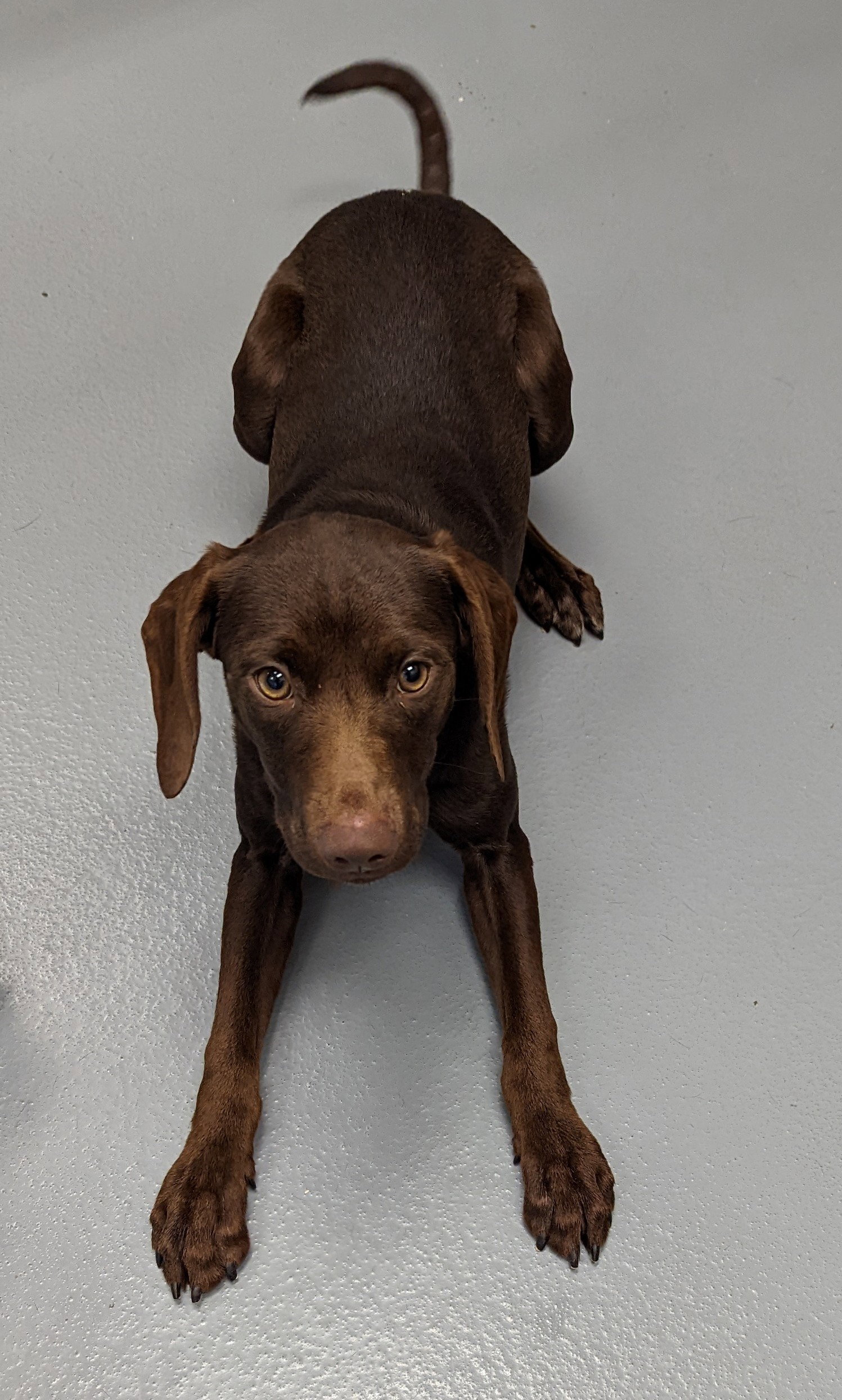 Dog for Adoption - Spritzer, a Labrador Retriever in Savannah, GA ...