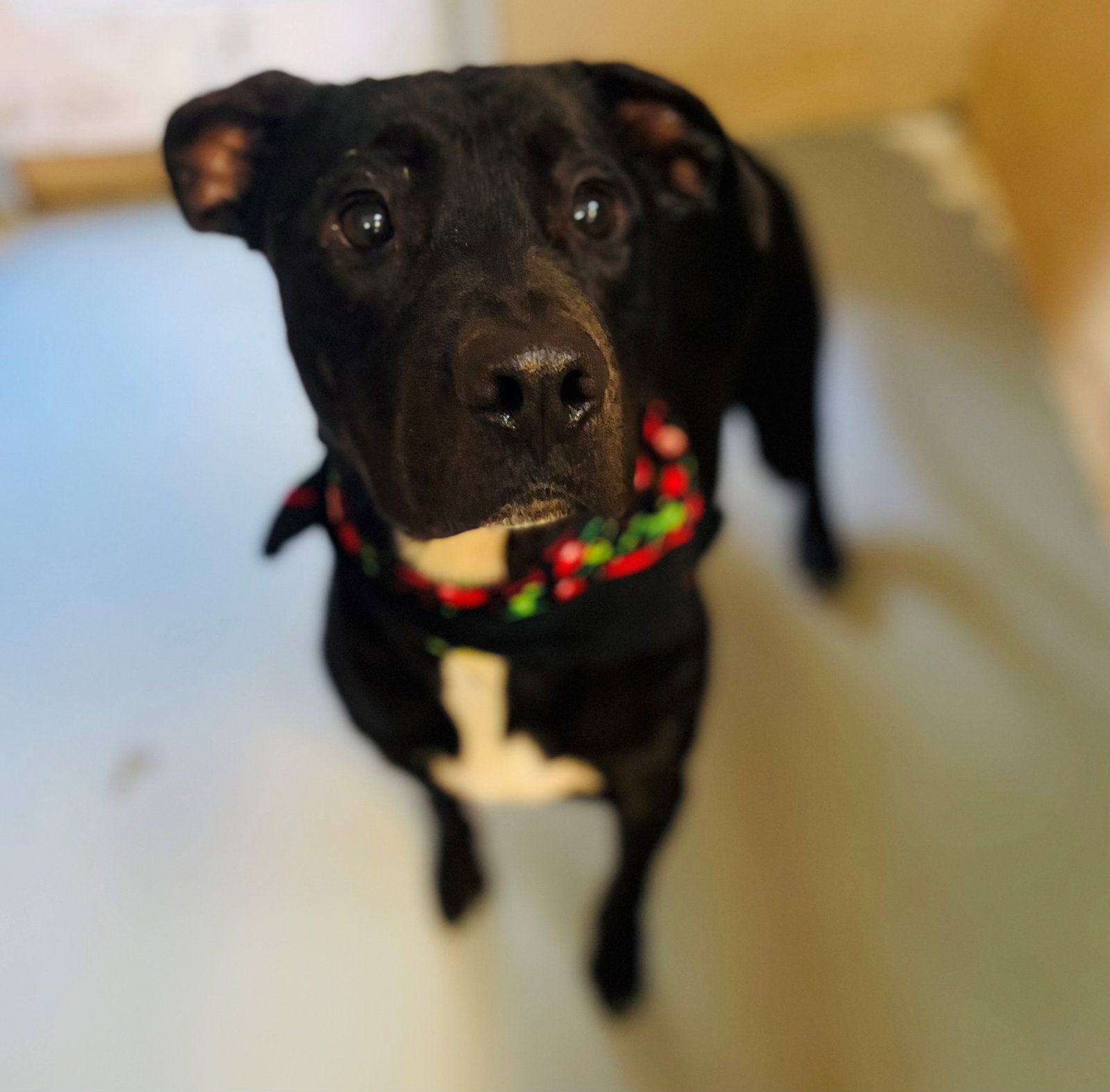 Dog for Adoption - Samson, a Terrier in Savannah, GA | Alpha Paw