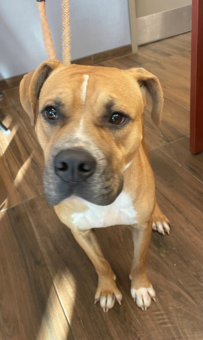 Dog for Adoption - Pringles, a Terrier in Georgetown, GA | Alpha Paw