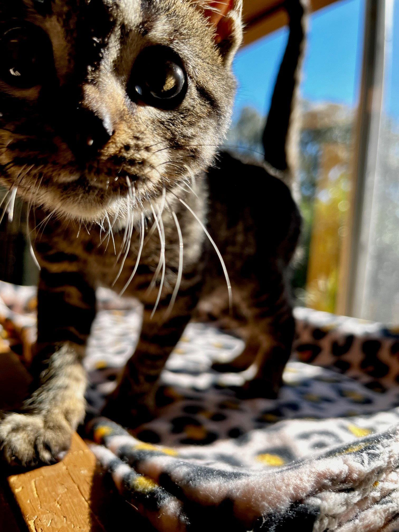 Cats for Adoption in Hilton Head Island, South Carolina | Alpha Paw