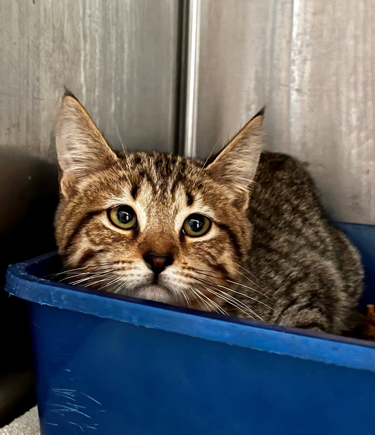 Cats for Adoption in Laurel Bay, South Carolina | Alpha Paw
