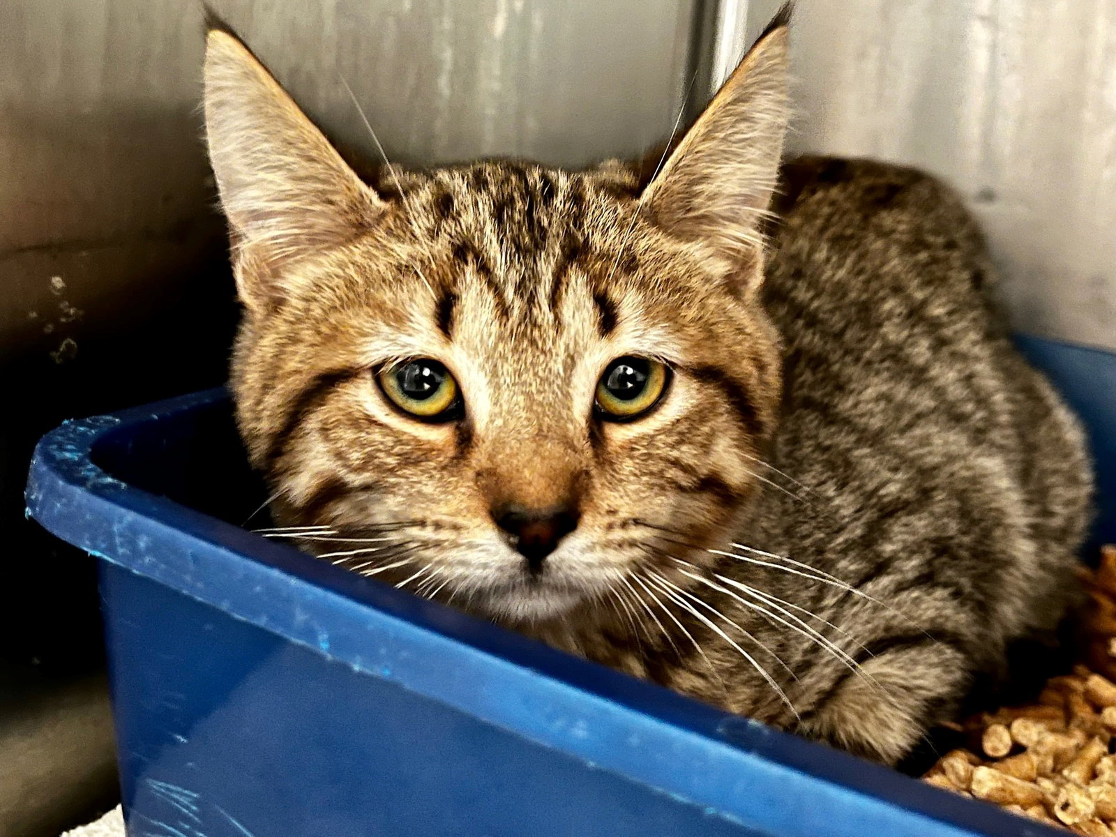 Cats for Adoption in Laurel Bay, South Carolina | Alpha Paw
