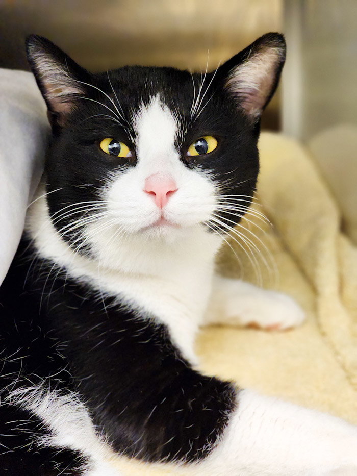 Cats for Adoption in Beaufort, South Carolina | Alpha Paw