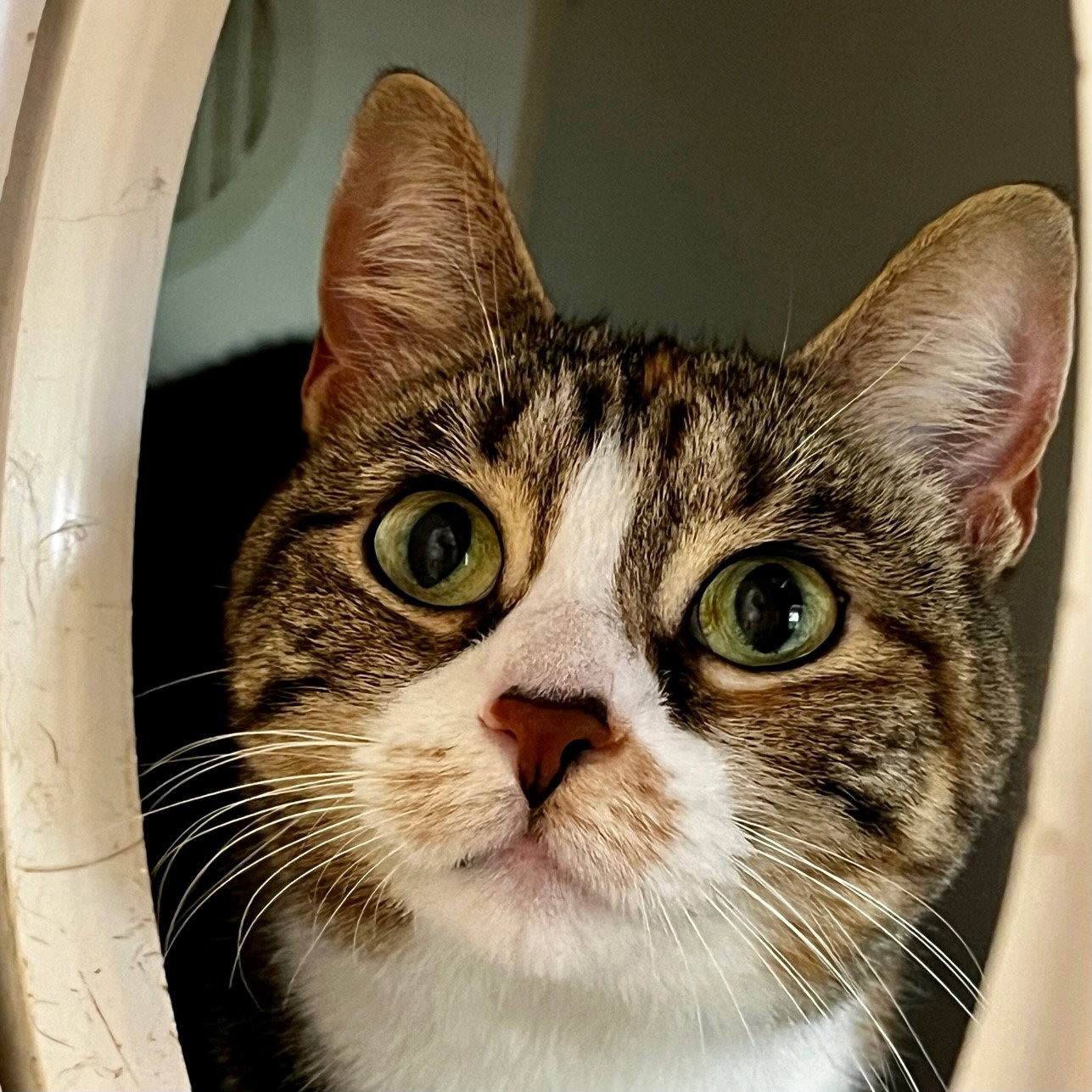 Cats for Adoption in Beaufort, South Carolina | Alpha Paw
