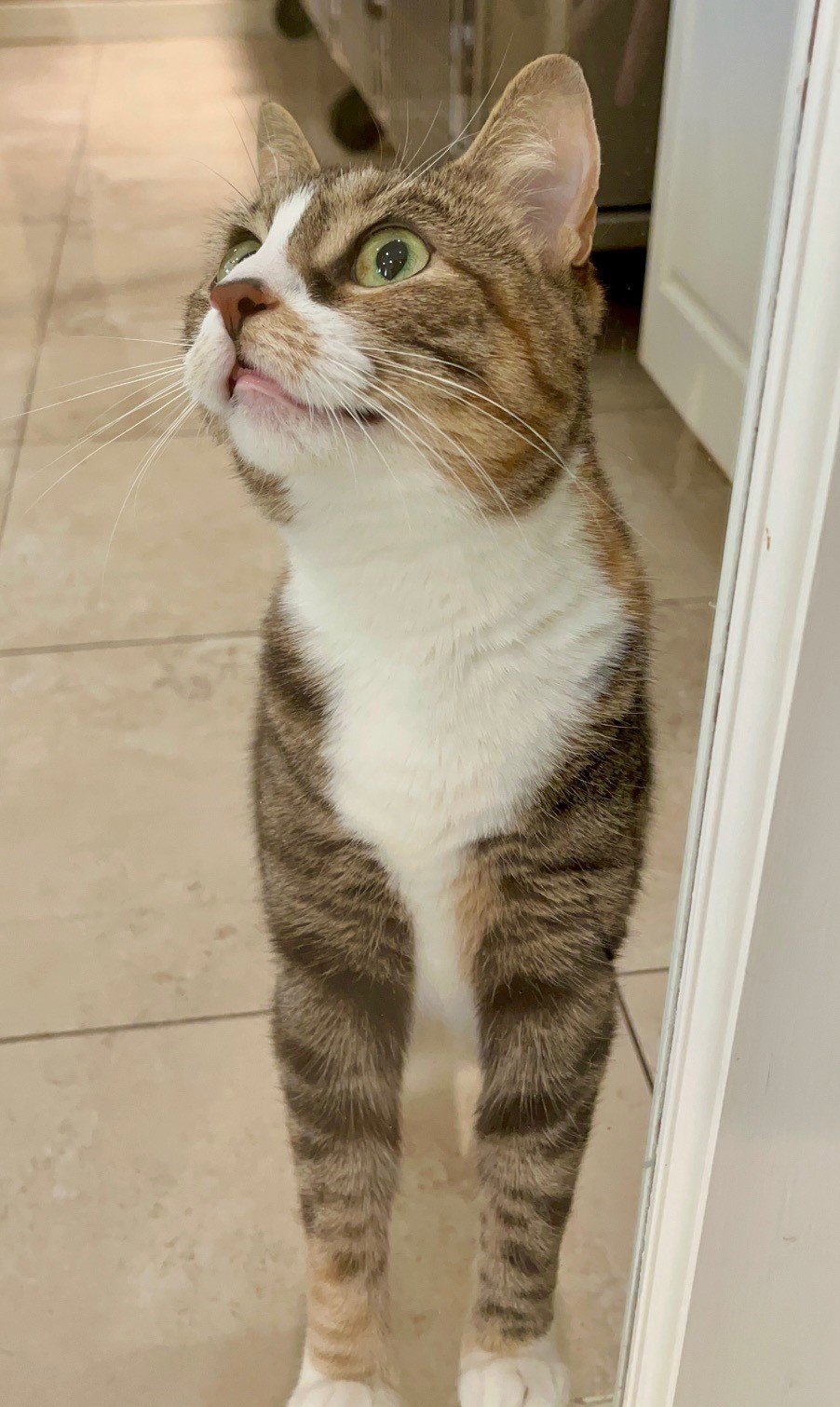 Cats for Adoption in Beaufort, South Carolina | Alpha Paw