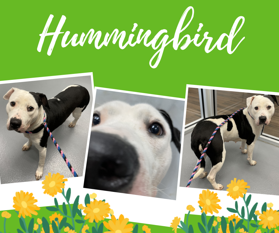Dog for Adoption - Hummingbird, a Terrier in Jasper County, SC | Alpha Paw