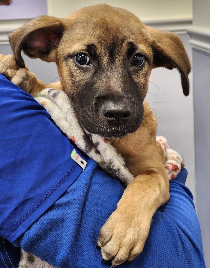 Dog for Adoption - Wilbur, a Labrador Retriever in Shell Point, SC ...