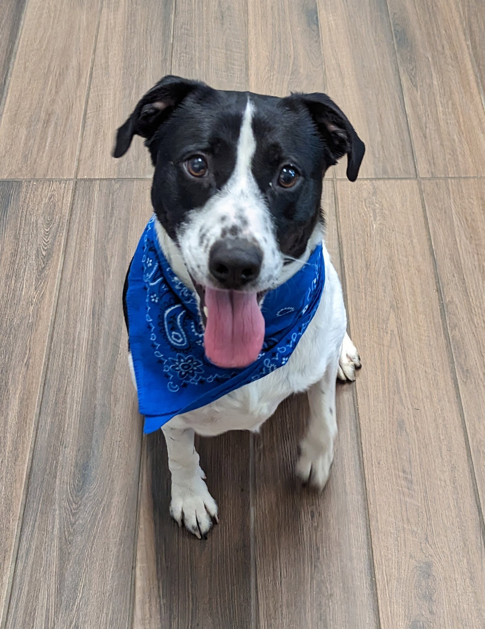 Dog for Adoption - Peyton, a Labrador Retriever in Chatham County, GA ...