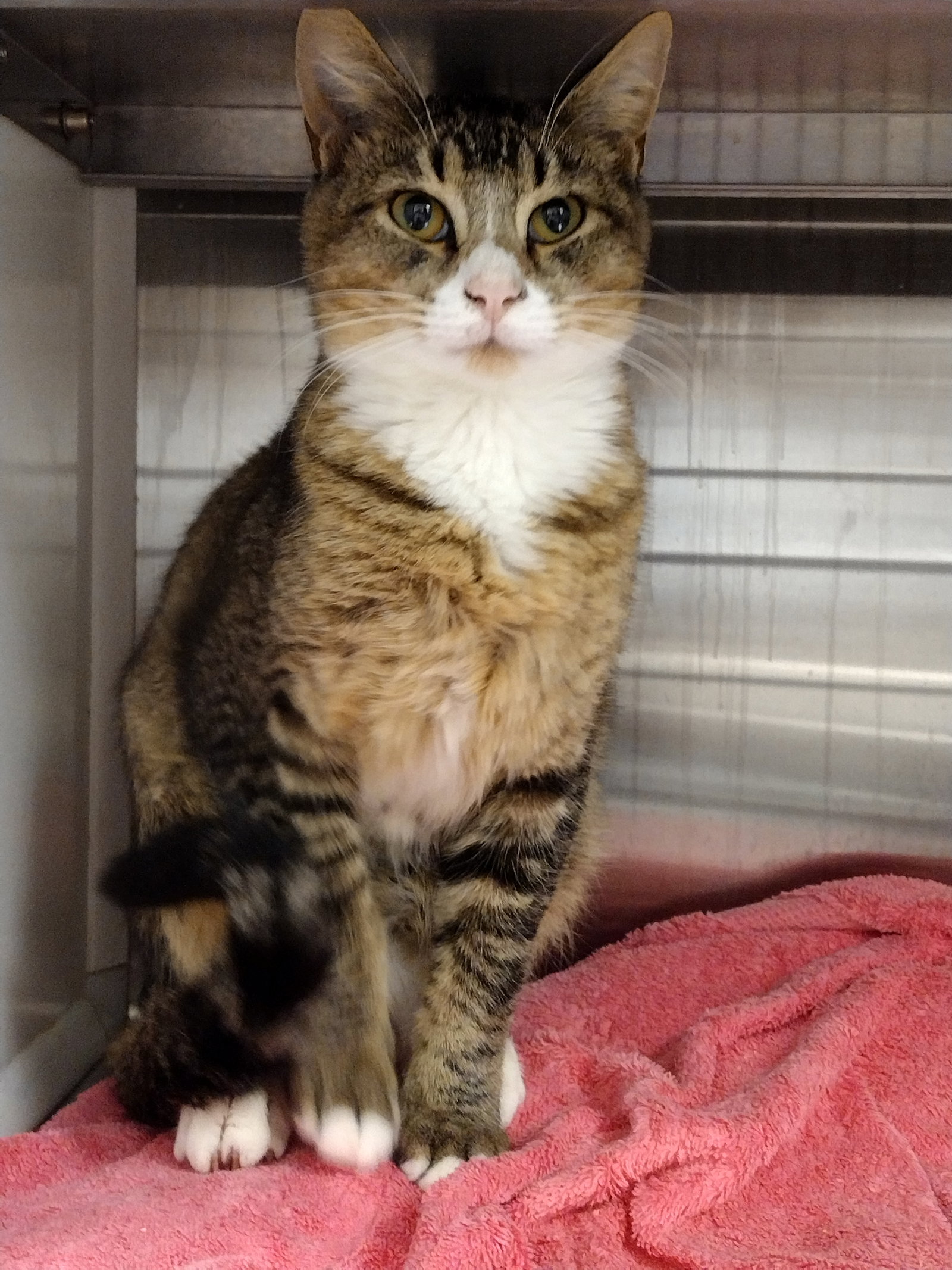 Cats for Adoption in Richmond Hill, Georgia | Alpha Paw