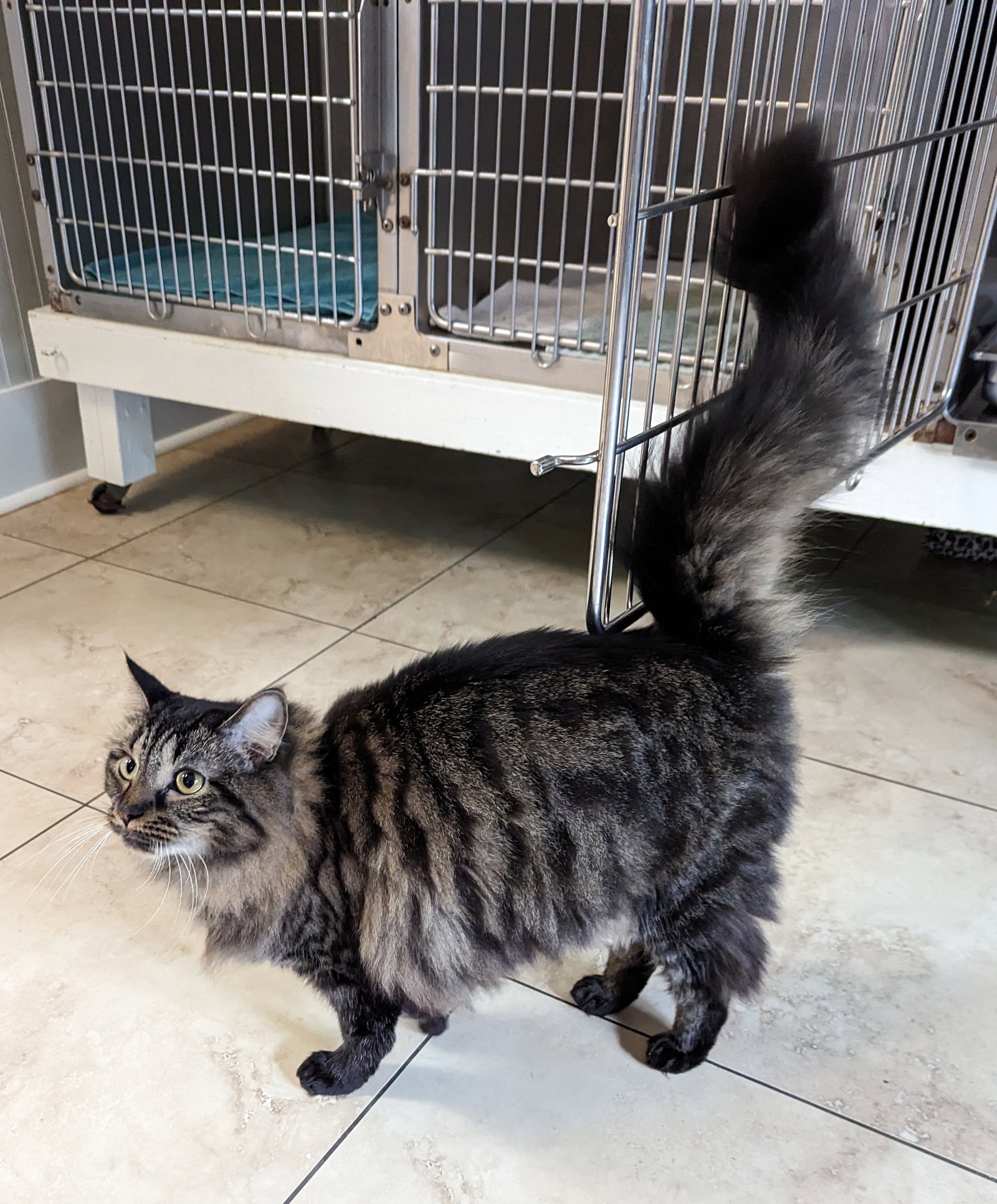 Cats for Adoption in Hilton Head Island, South Carolina | Alpha Paw