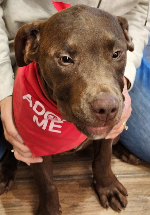 Dog for Adoption - Bruce, a Labrador Retriever in Beaufort County, SC ...