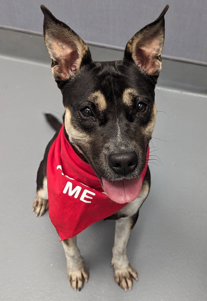 Dog for Adoption - Sandy, a Shepherd in Beaufort, SC | Alpha Paw