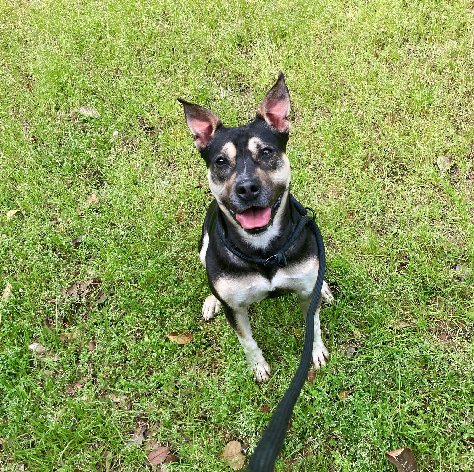 Dog for Adoption - Sandy, a Shepherd in Beaufort, SC | Alpha Paw