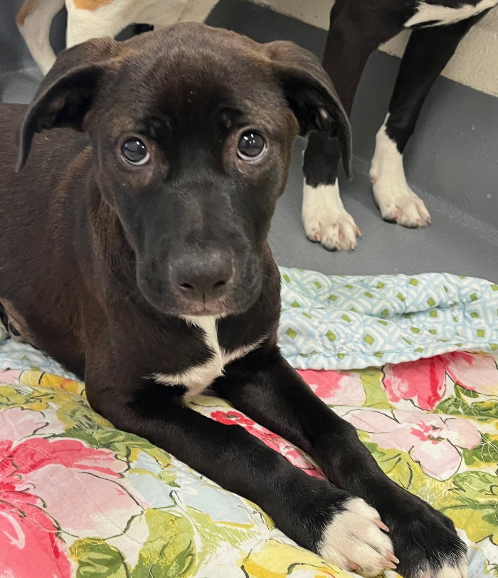 Dog for Adoption - SWiss, a Labrador Retriever in Savannah, GA | Alpha Paw