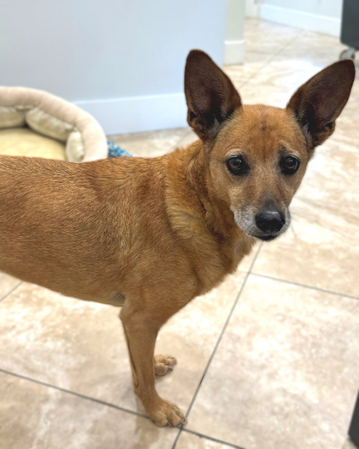 Dog for Adoption - Vicky, a Chihuahua in Hilton Head, SC | Alpha Paw
