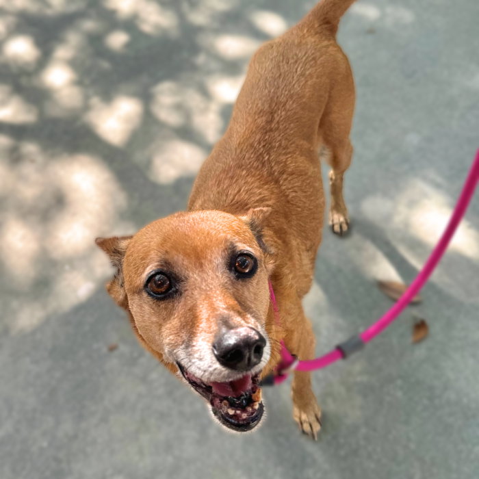 Dog for Adoption - Vicky, a Chihuahua in Hilton Head, SC | Alpha Paw