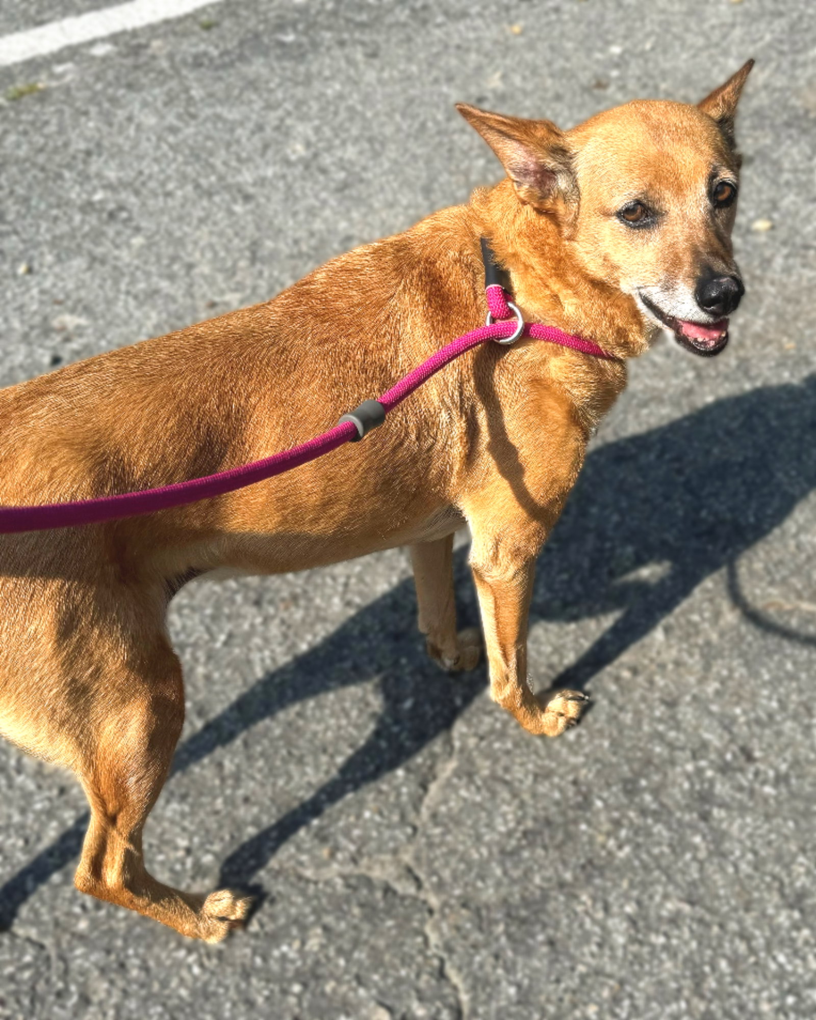 Dog for Adoption - Vicky, a Chihuahua in Hilton Head, SC | Alpha Paw