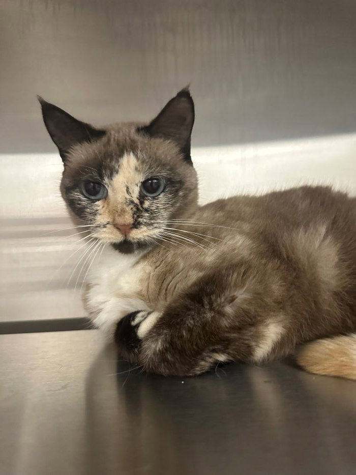 Cats for Adoption in Beaufort, South Carolina | Alpha Paw