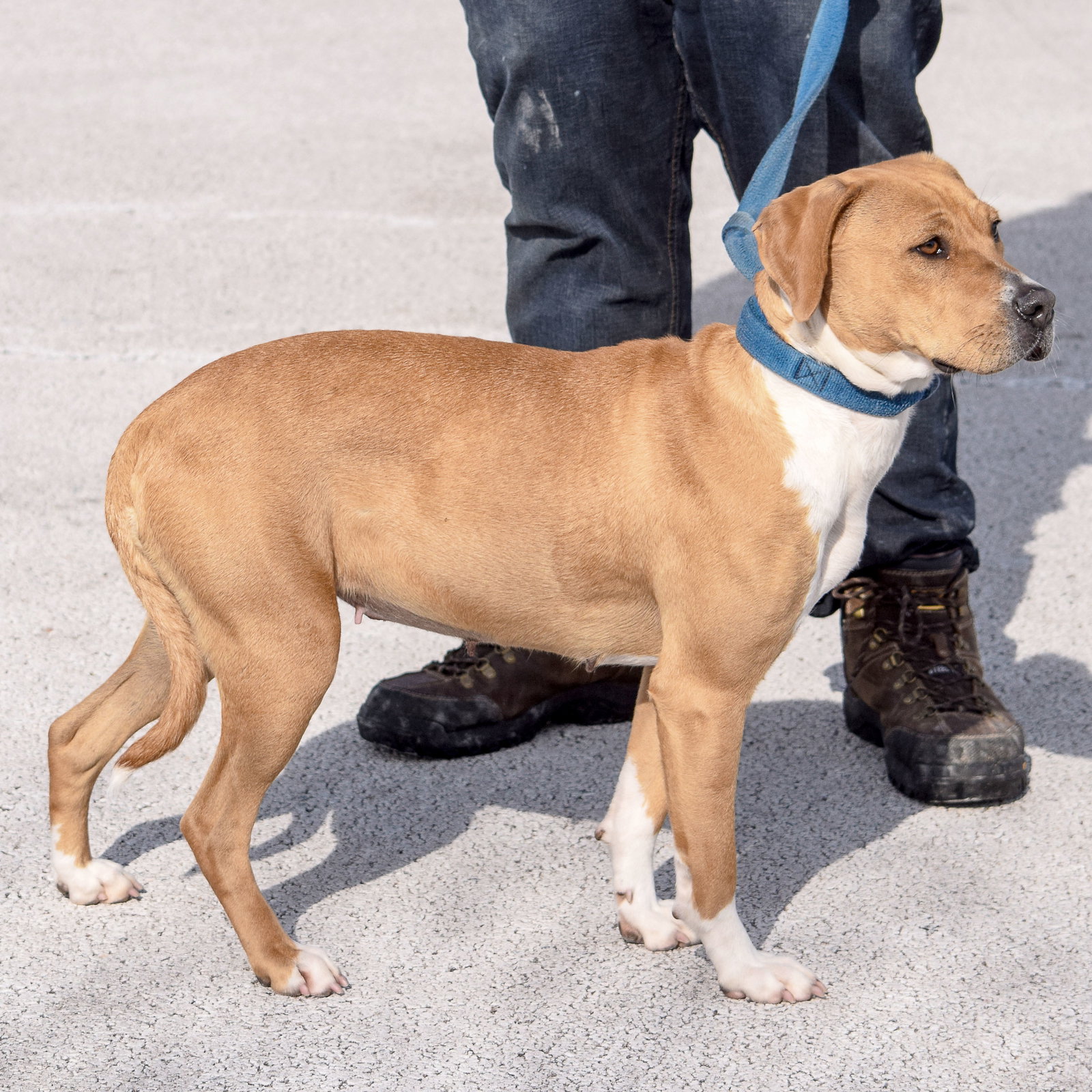 Dog for Adoption - Moana, a American Staffordshire Terrier in Lombard ...