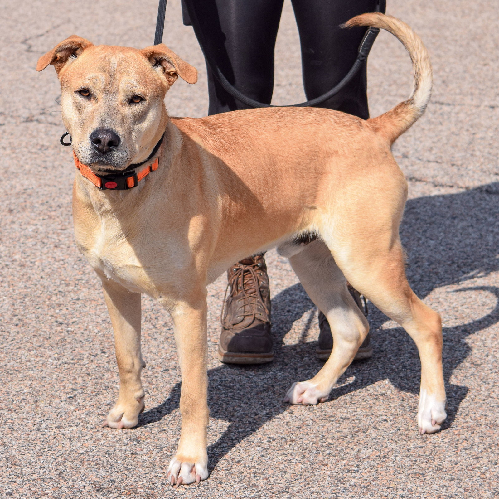 Dog for Adoption - Skeeter, a Husky in Joliet, IL | Alpha Paw