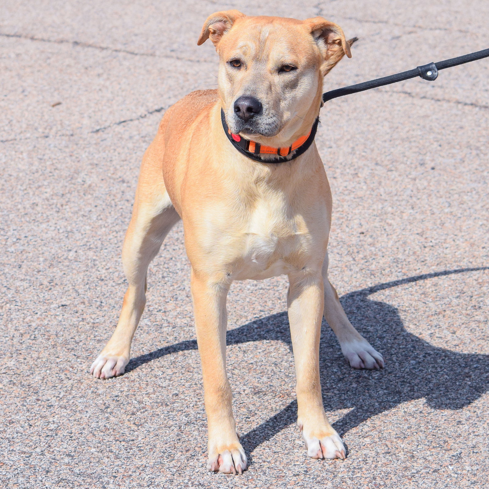 Dog for Adoption - Skeeter, a Husky in Joliet, IL | Alpha Paw