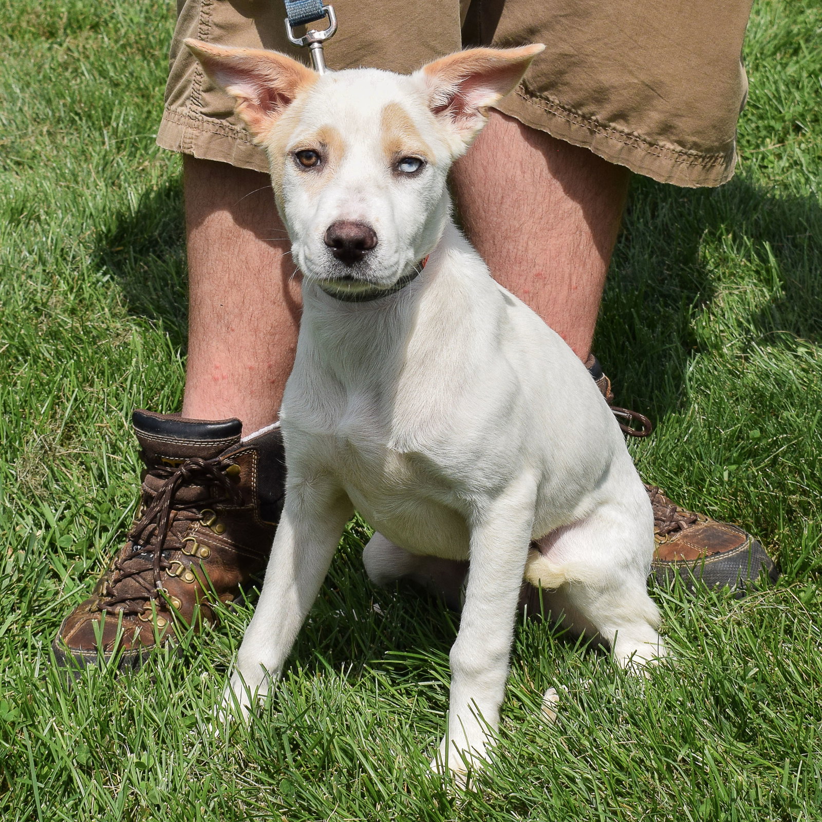 Dog for Adoption - Lola, a Yellow Labrador Retriever in Roscoe, IL ...