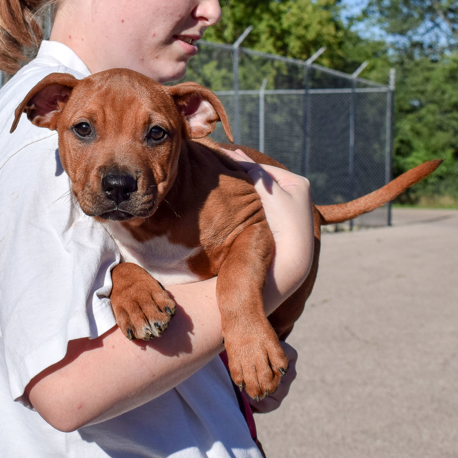 Dog for Adoption - Kelly, a American Staffordshire Terrier in Chicago ...