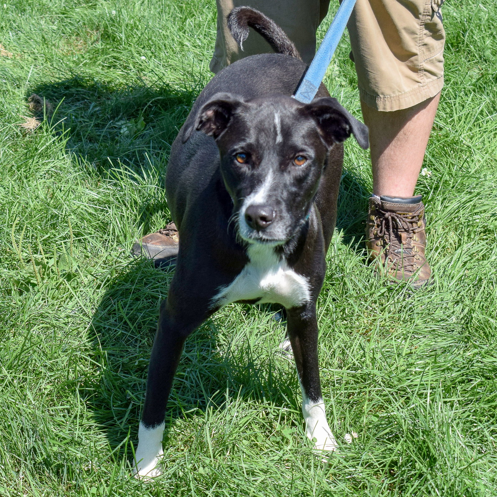 Dog for Adoption - Shadow, a Black Labrador Retriever in Chicago, IL ...