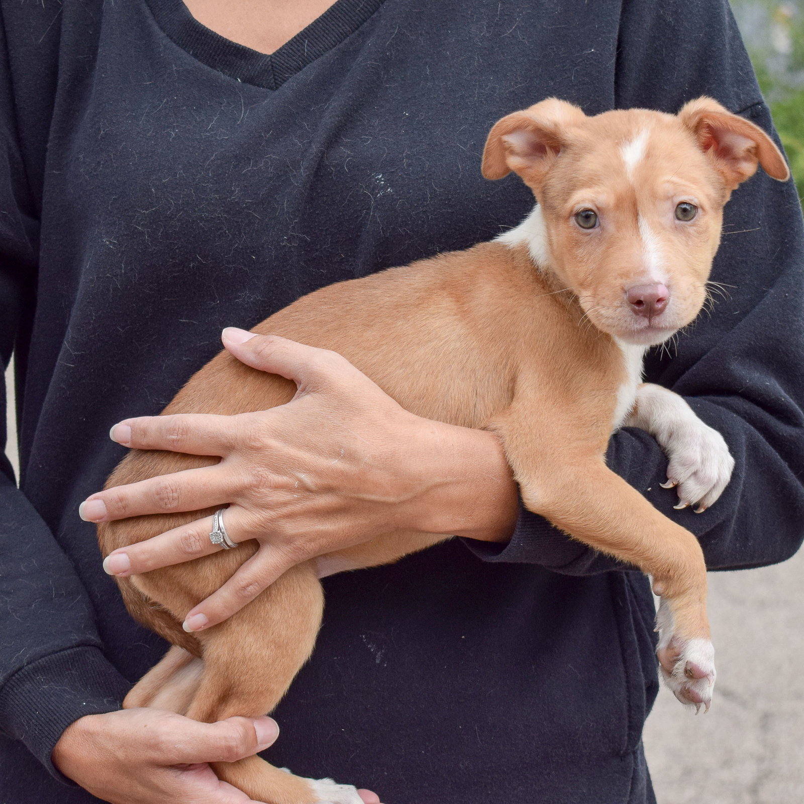 Dog for Adoption - Dani, a Australian Shepherd in Somers, WI | Alpha Paw