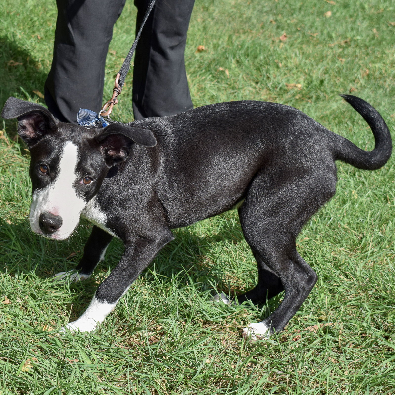 Dog for Adoption - Landon, a Border Collie in Roscoe, IL | Alpha Paw
