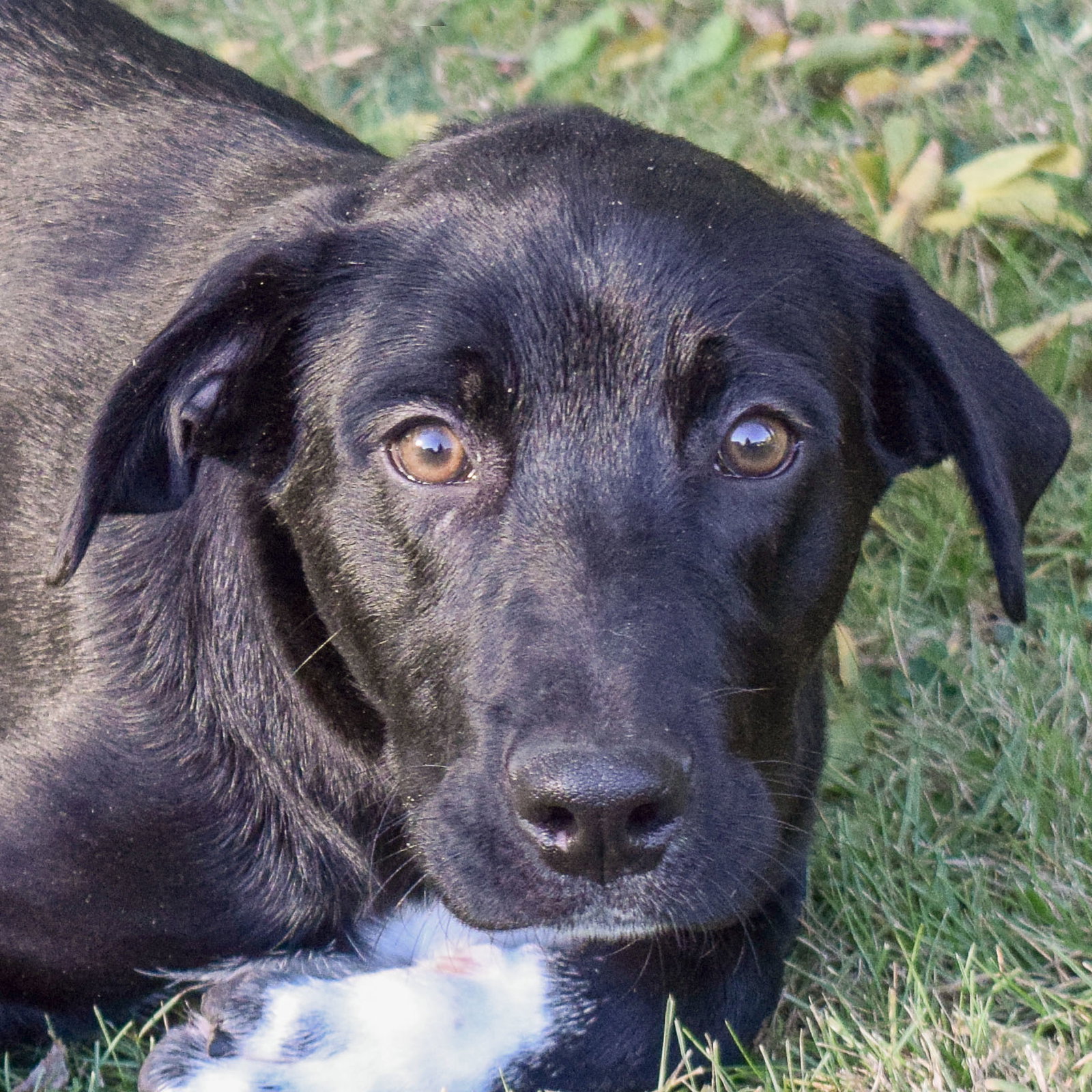 Dog for Adoption - Aiden, a Border Collie in Chicago, IL | Alpha Paw