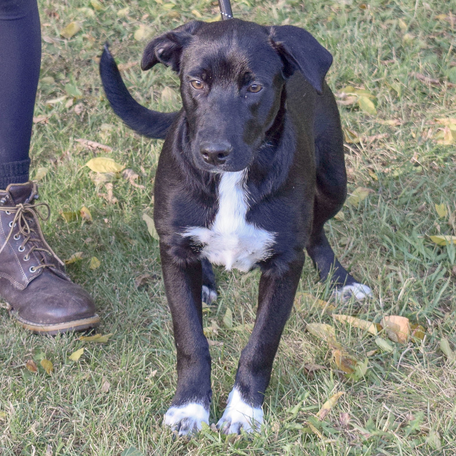 Dog for Adoption - Aiden, a Border Collie in Chicago, IL | Alpha Paw