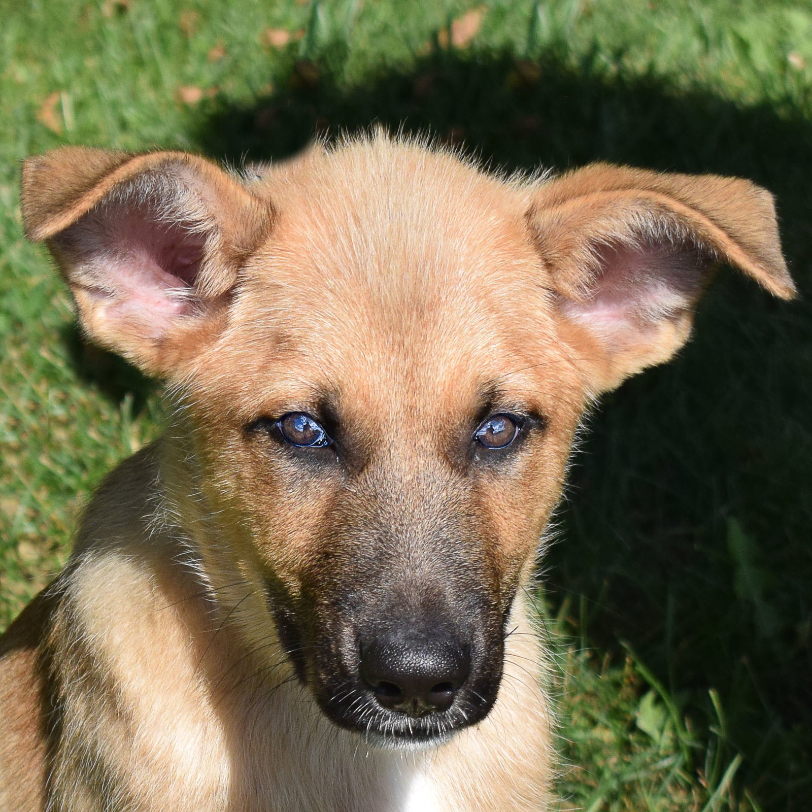 Dog for Adoption - Charlie, a German Shepherd Dog in Oak Lawn, IL ...