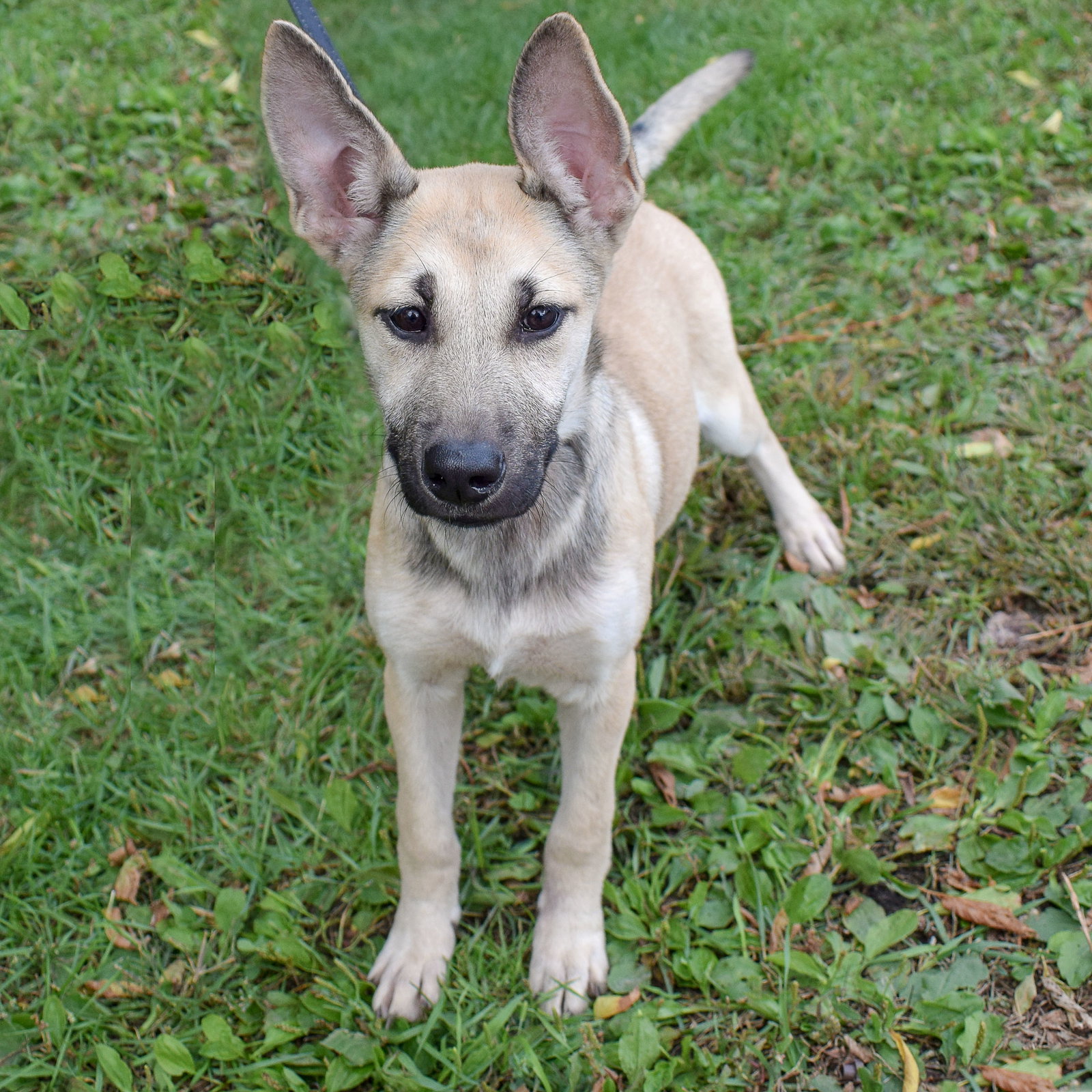 Dog for Adoption - Layla, a German Shepherd Dog in Elmwood Park, IL ...