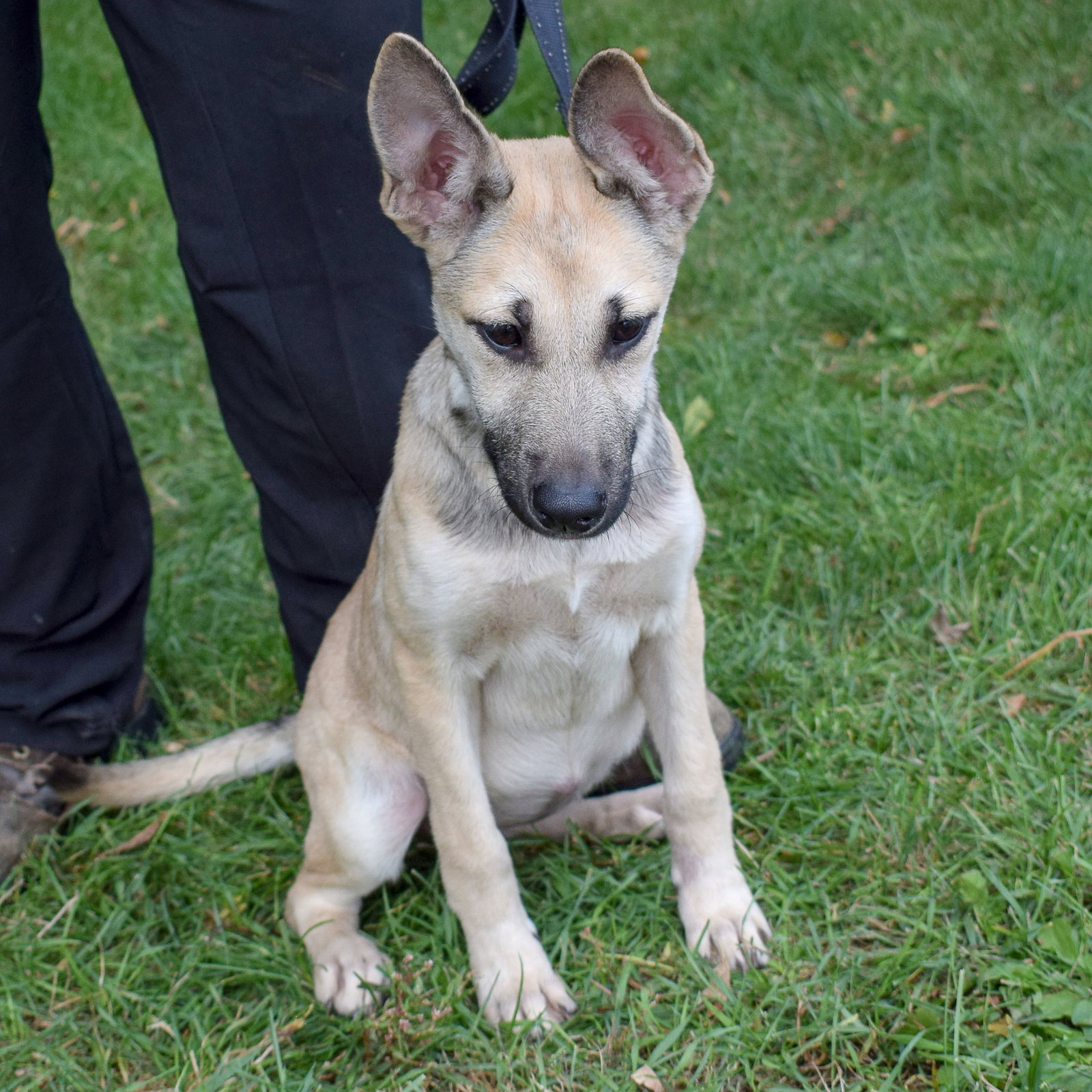 Dog for Adoption - Layla, a German Shepherd Dog in Elmwood Park, IL ...
