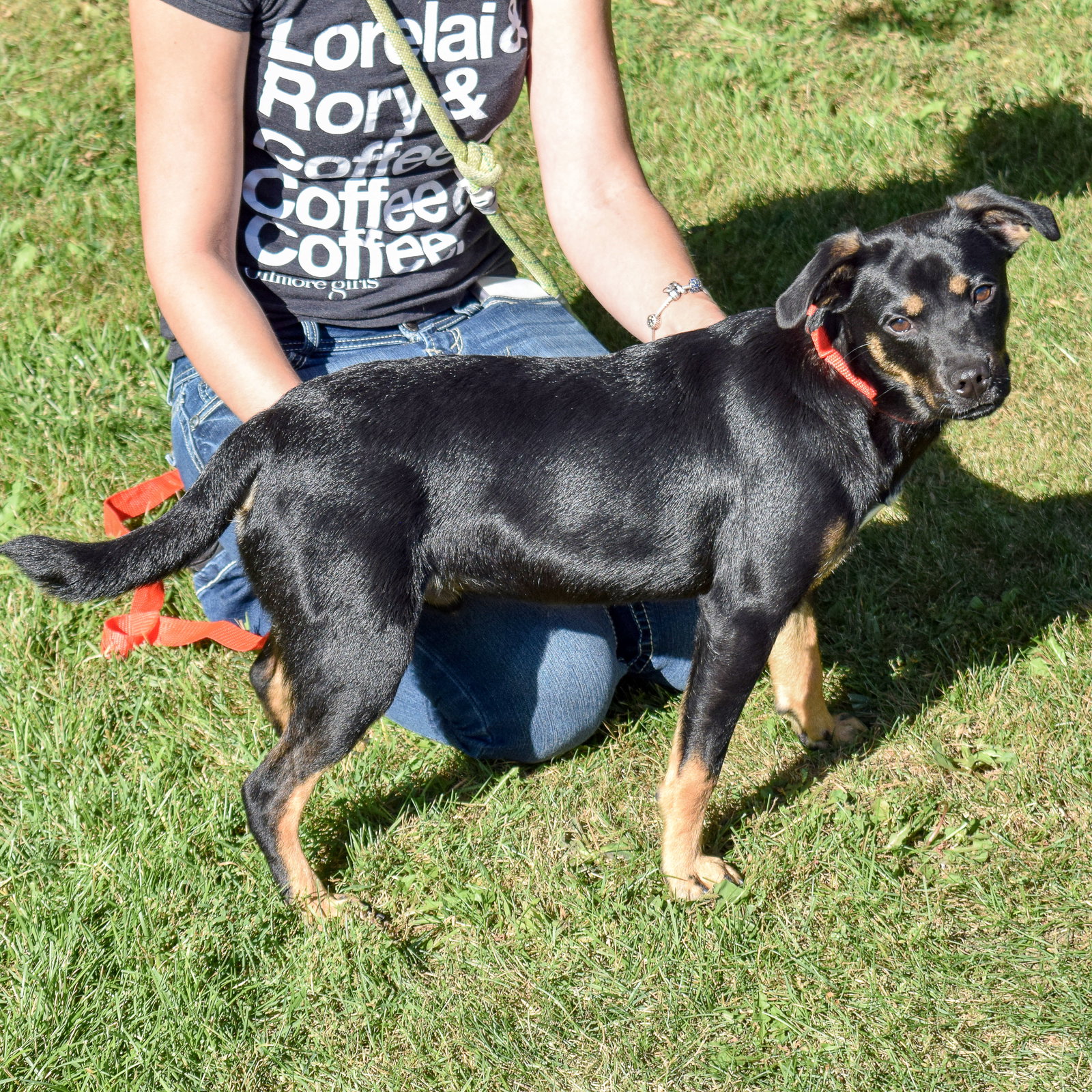Dog for Adoption - Zed, a Manchester Terrier in Ogle County, IL | Alpha Paw