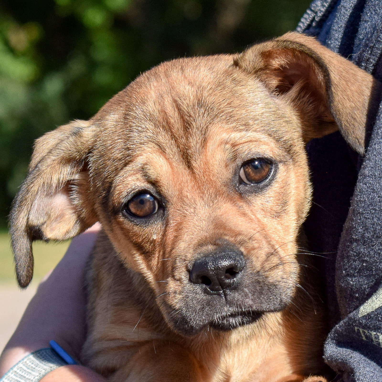 Dog for Adoption - Belle, a English Bulldog in Rockford, IL | Alpha Paw