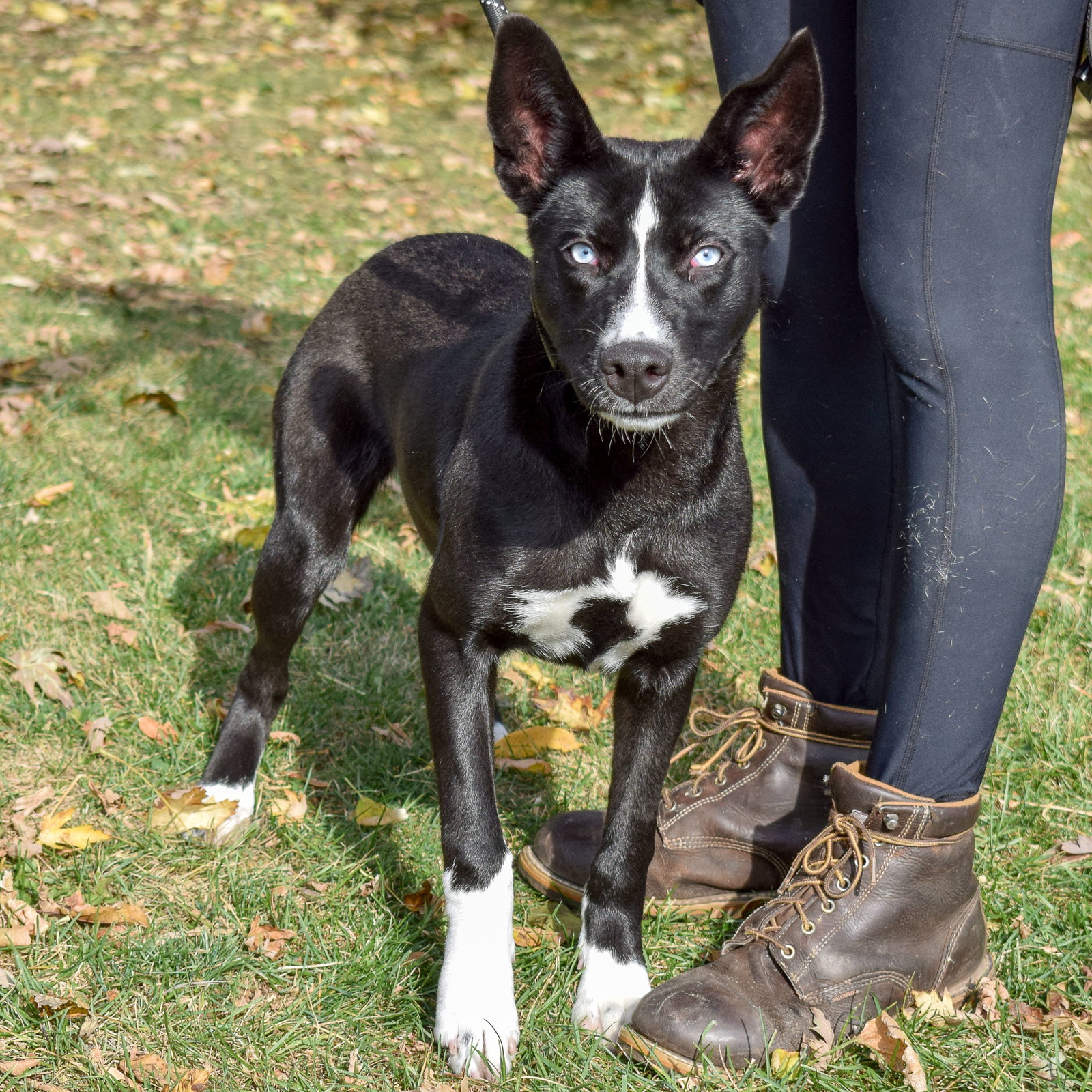 Dog for Adoption - Audrey, a Husky in Naperville, IL | Alpha Paw