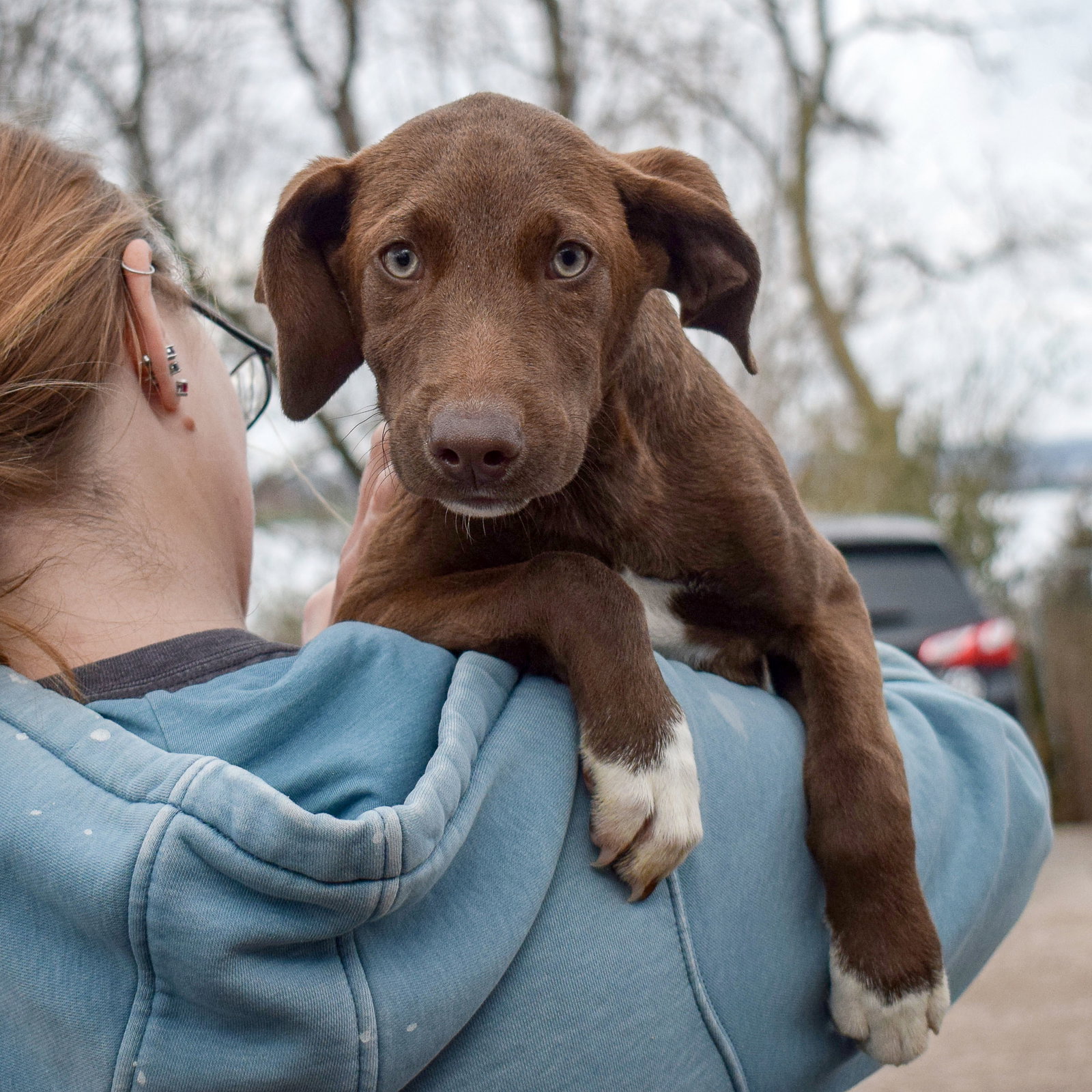 Dog for Adoption - Chloe, a Chocolate Labrador Retriever in Rockford ...