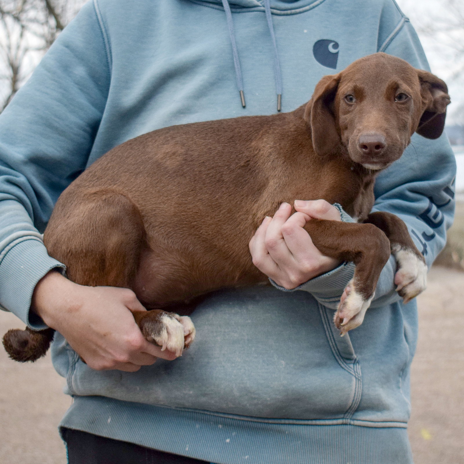 Dog for Adoption - Chloe, a Chocolate Labrador Retriever in Rockford ...