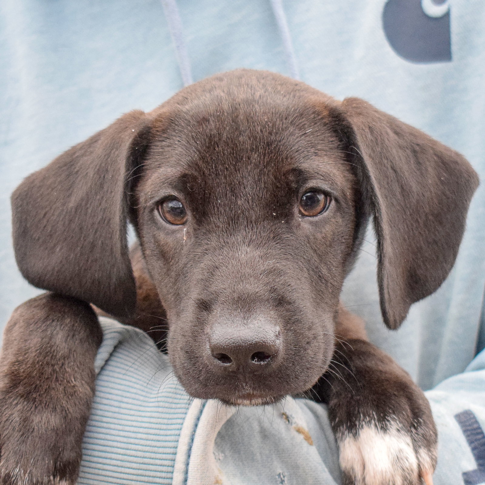 Dog for Adoption - Charlie, a Chocolate Labrador Retriever in Rockford ...
