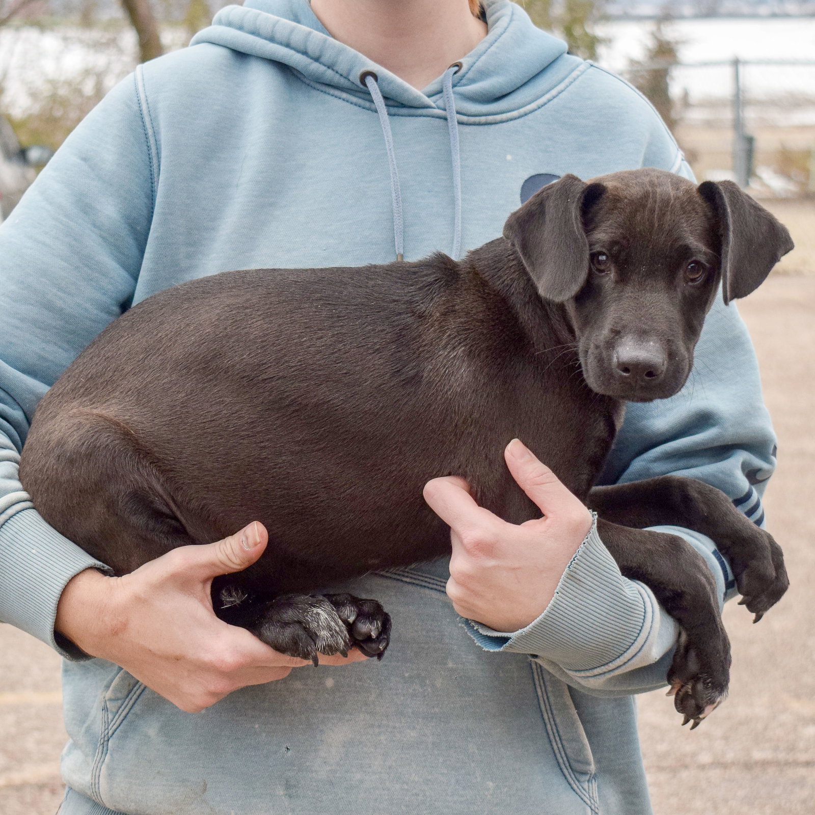 Dog for Adoption - Cookie, a Chocolate Labrador Retriever in Lombard ...
