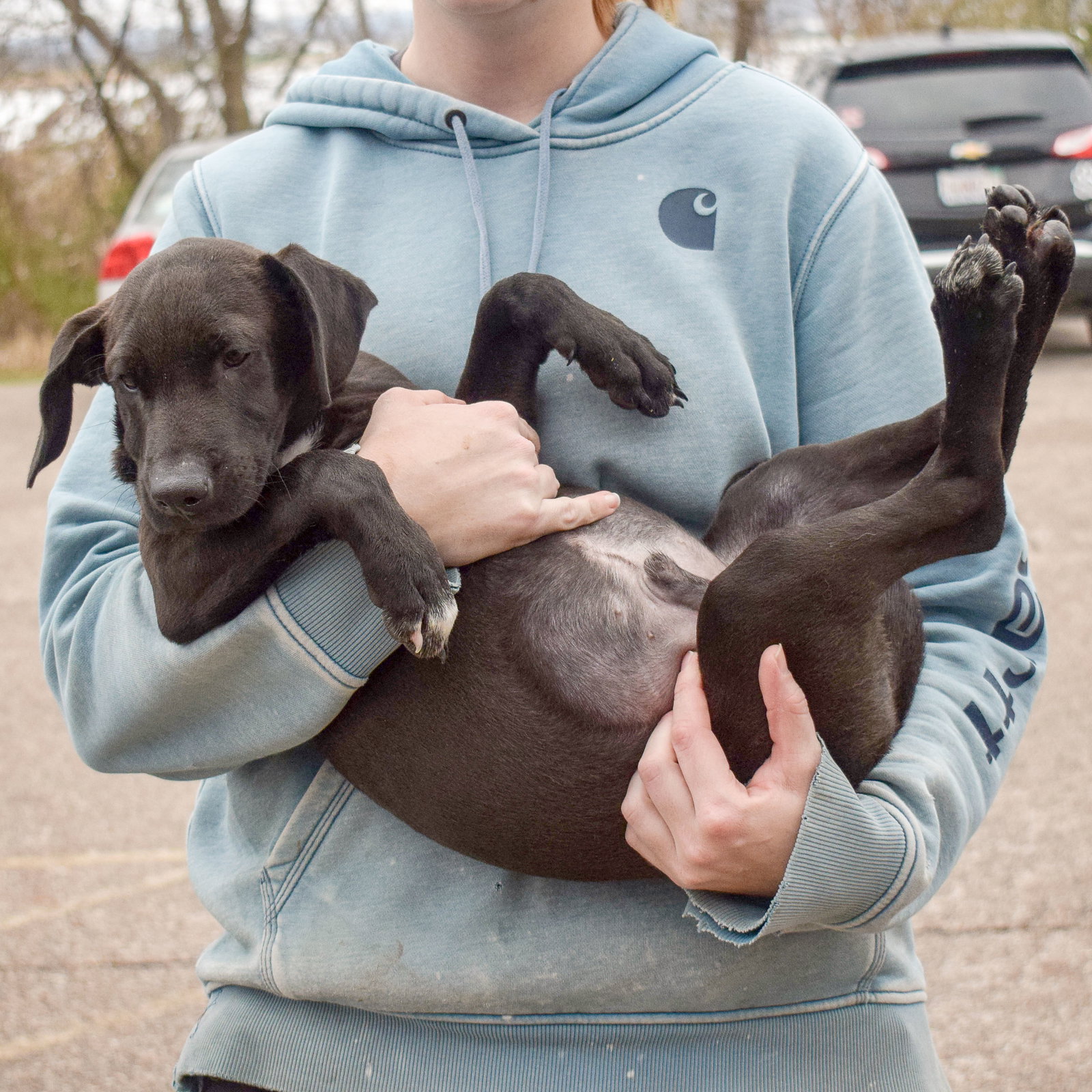 Dog for Adoption - Cookie, a Chocolate Labrador Retriever in Lombard ...