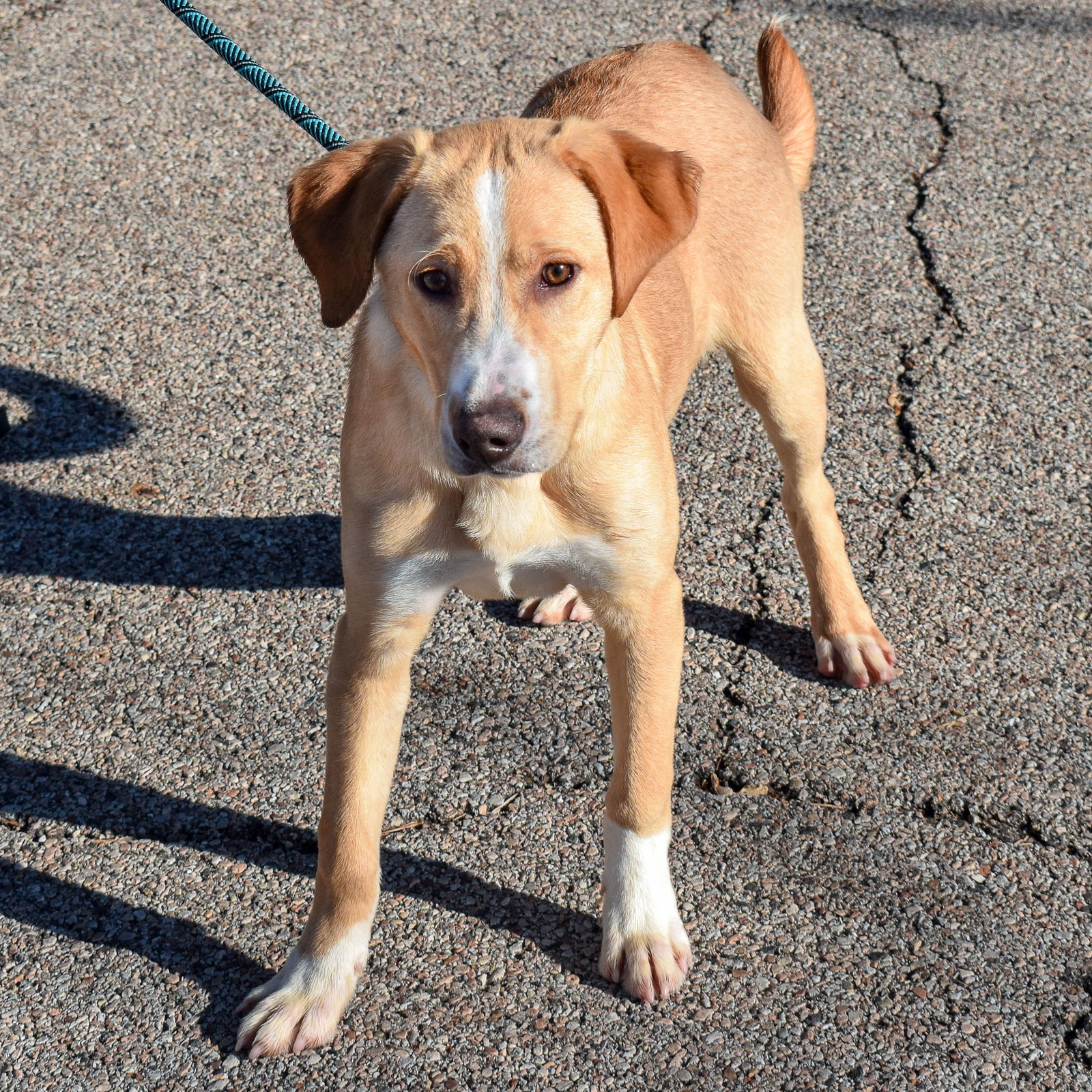 Dog for Adoption - Silas, a Yellow Labrador Retriever in Aurora, IL ...