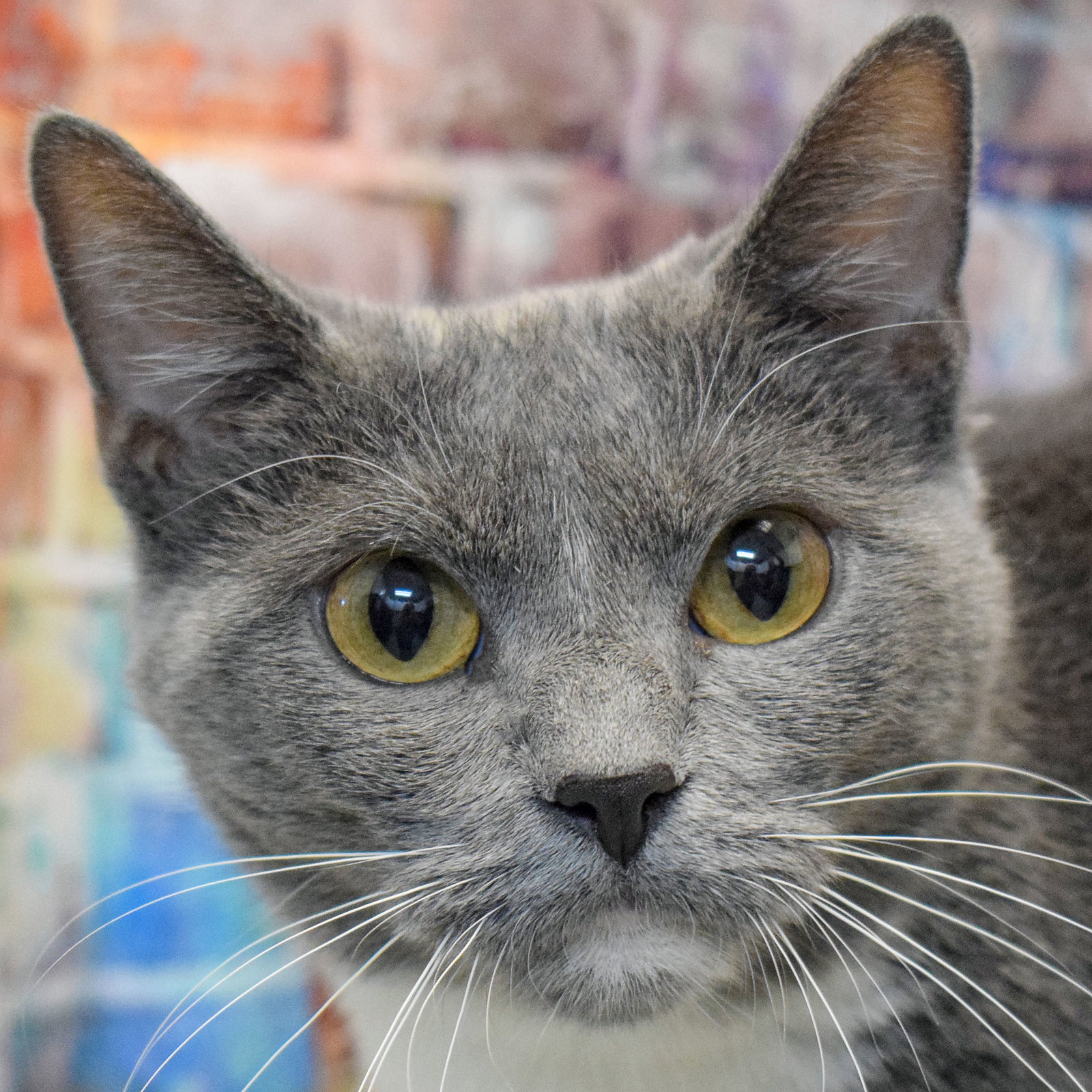 Cats for Adoption in Rockford, Illinois | Alpha Paw