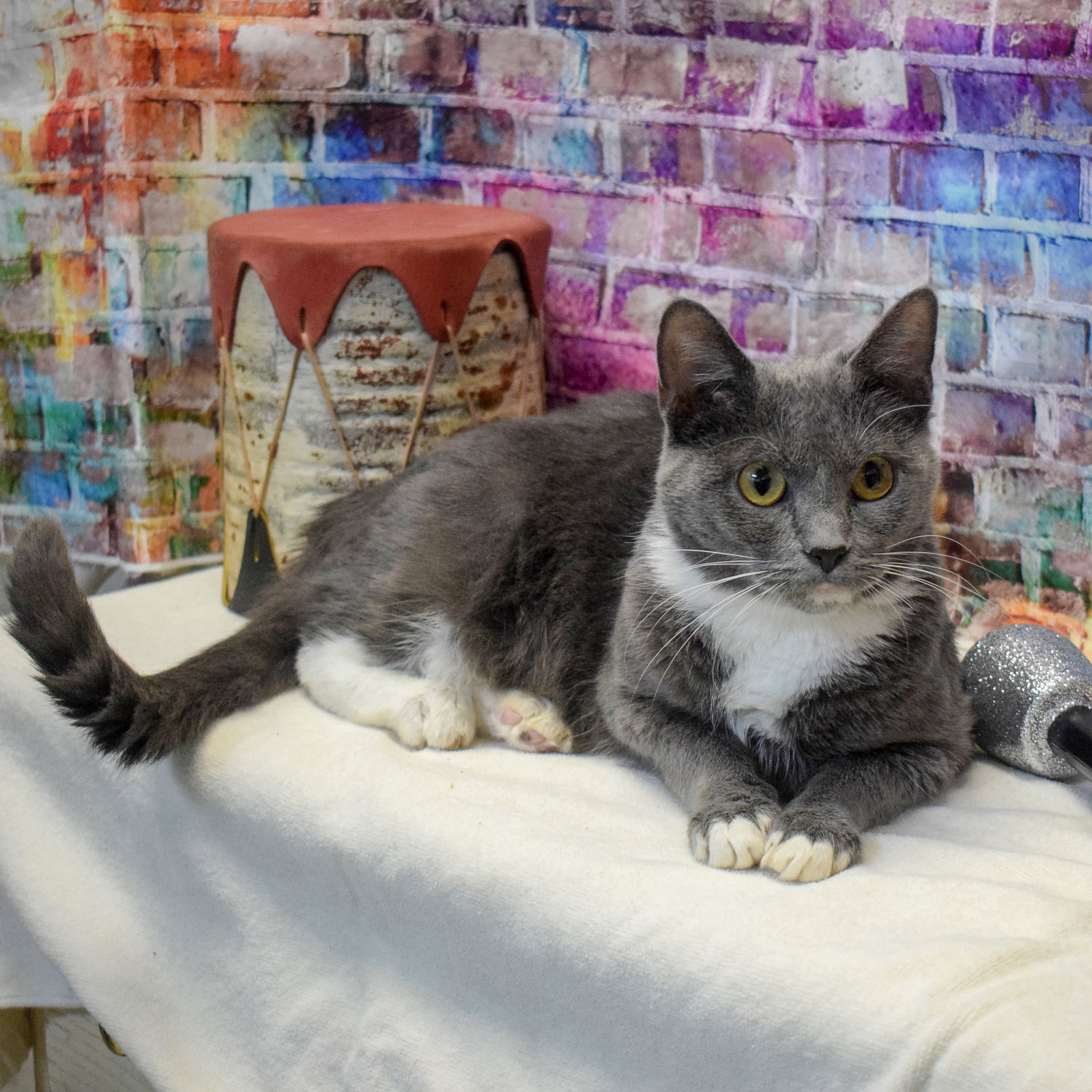 Cats for Adoption in Rockford, Illinois | Alpha Paw
