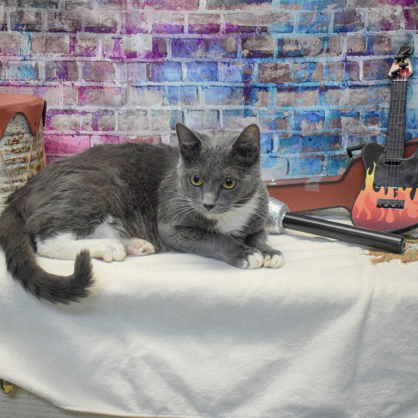 Cats for Adoption in Rockford, Illinois | Alpha Paw