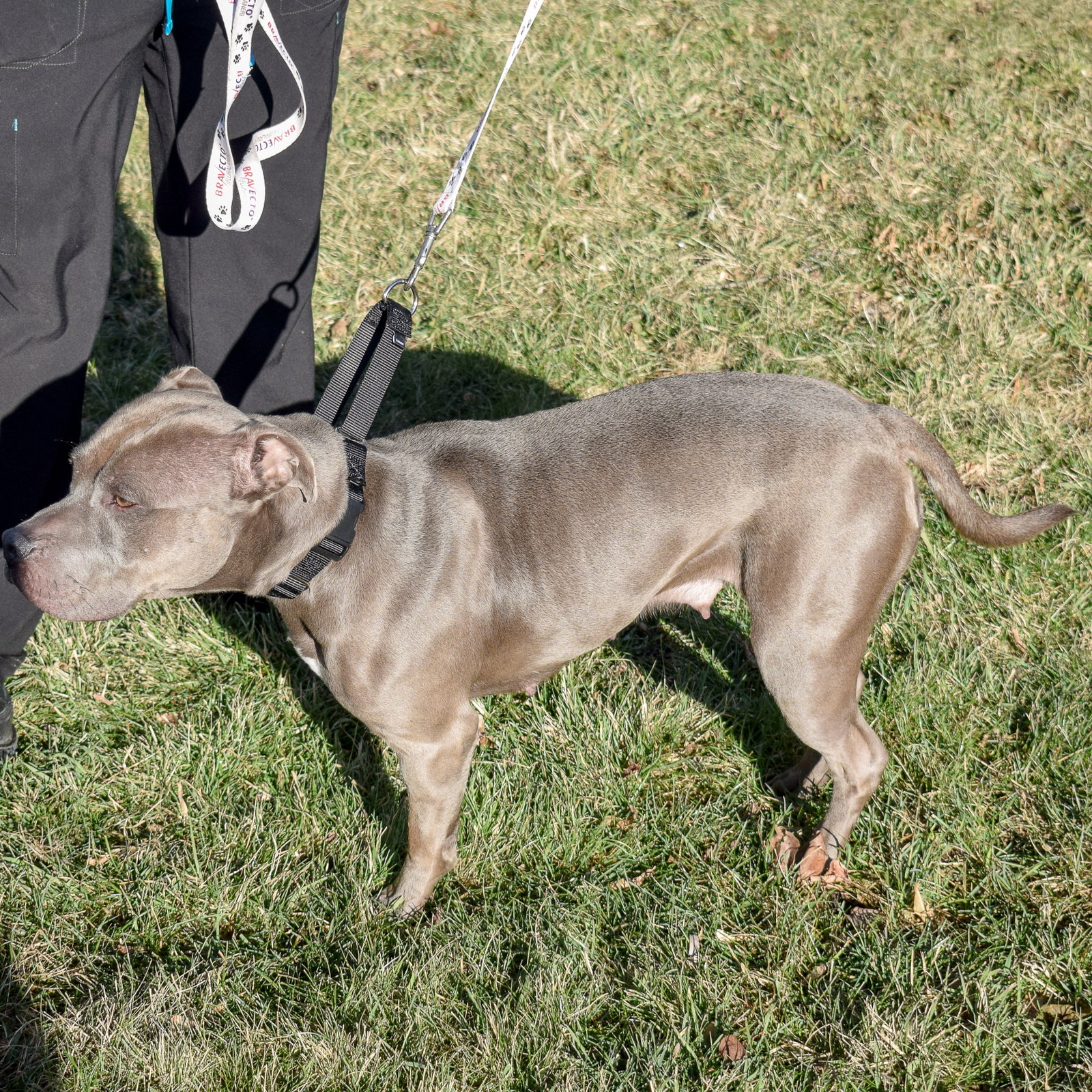 Dog for Adoption - Star, a American Staffordshire Terrier in Forest ...