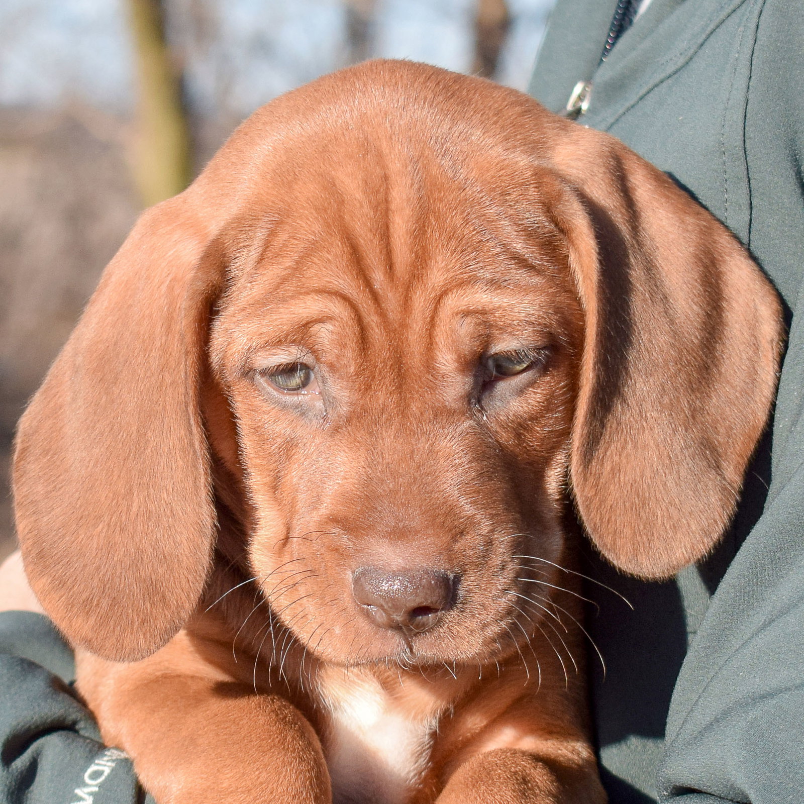 Dog for Adoption - Hilton, a Beagle in Rockford, IL | Alpha Paw