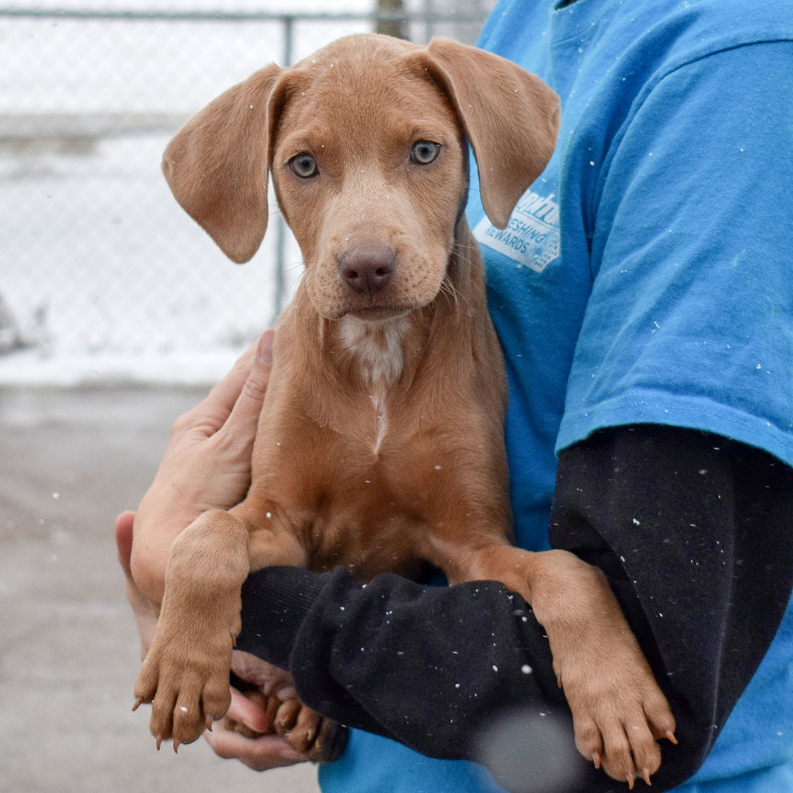 Dog for Adoption - Nicky, a Chocolate Labrador Retriever in Naperville ...